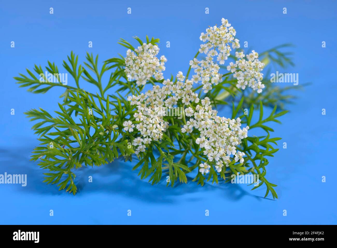 Carum carvi blossom hi-res stock photography and images - Alamy