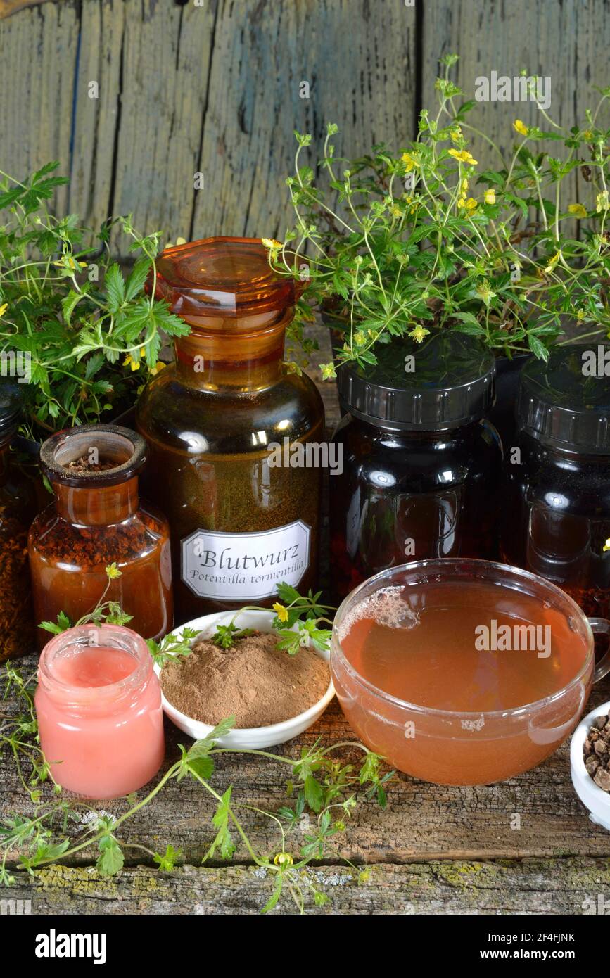 Potentilla erecta (Potentilla tormentilla) ointment, tea, roots crushed ...