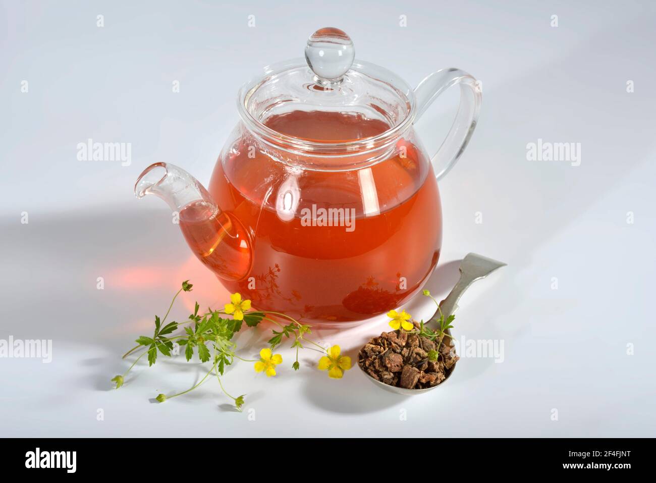 Bloodroot tea hi-res stock photography and images - Alamy