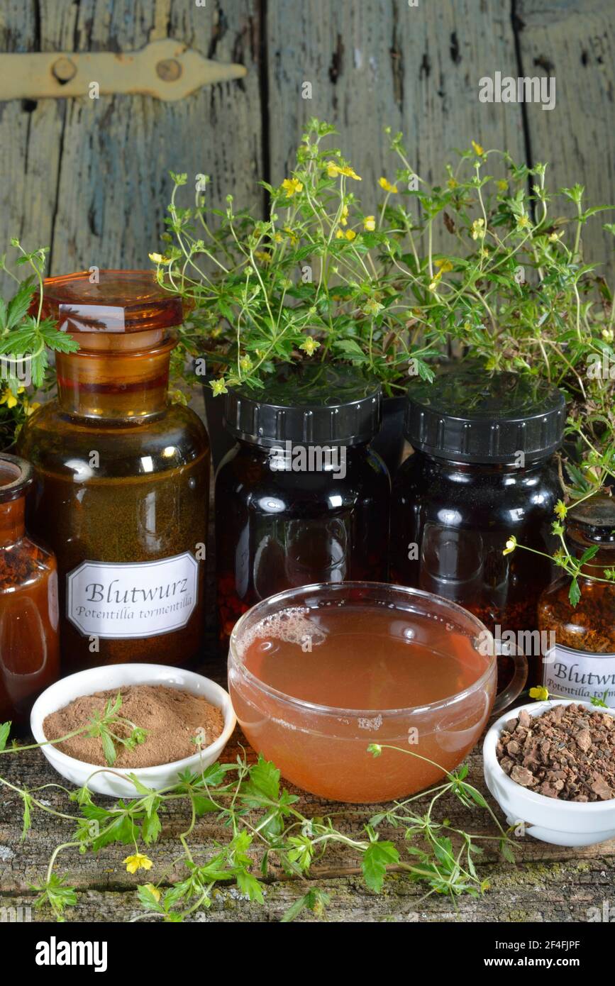 Potentilla erecta (Potentilla tormentilla) tea, roots crushed and ...