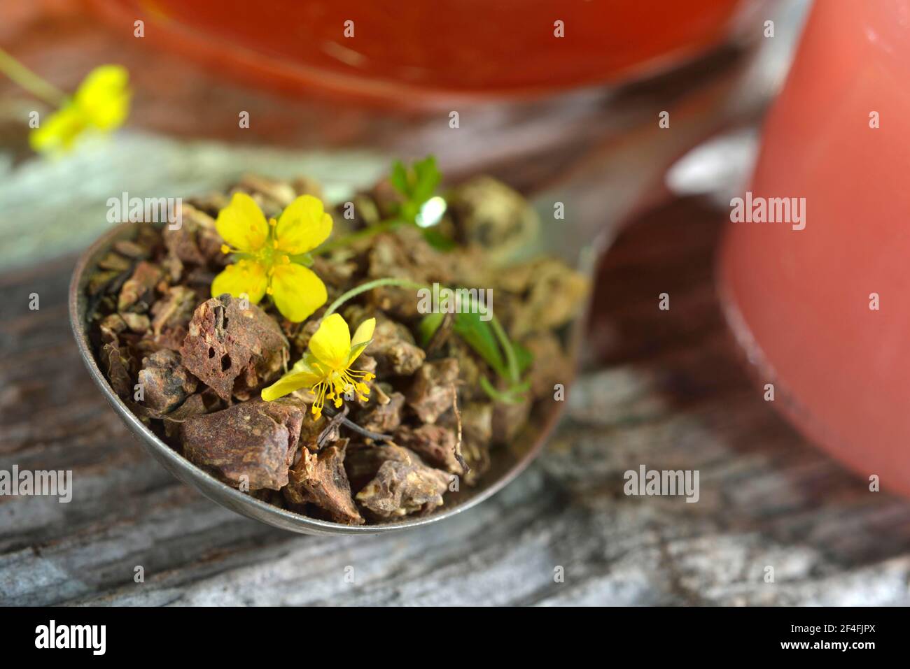 Potentilla erecta (Potentilla tormentilla) dried roots Stock Photo - Alamy