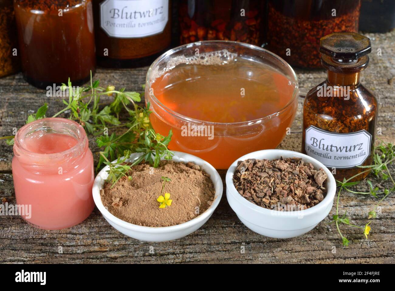 Potentilla erecta (Potentilla tormentilla) ointment, tea, roots crushed ...