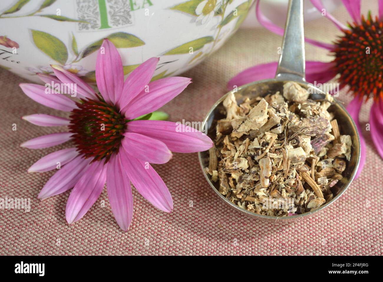 Purple Cone flower (Rudbeckia purpurea) (Echinacea purpurea) roots ...