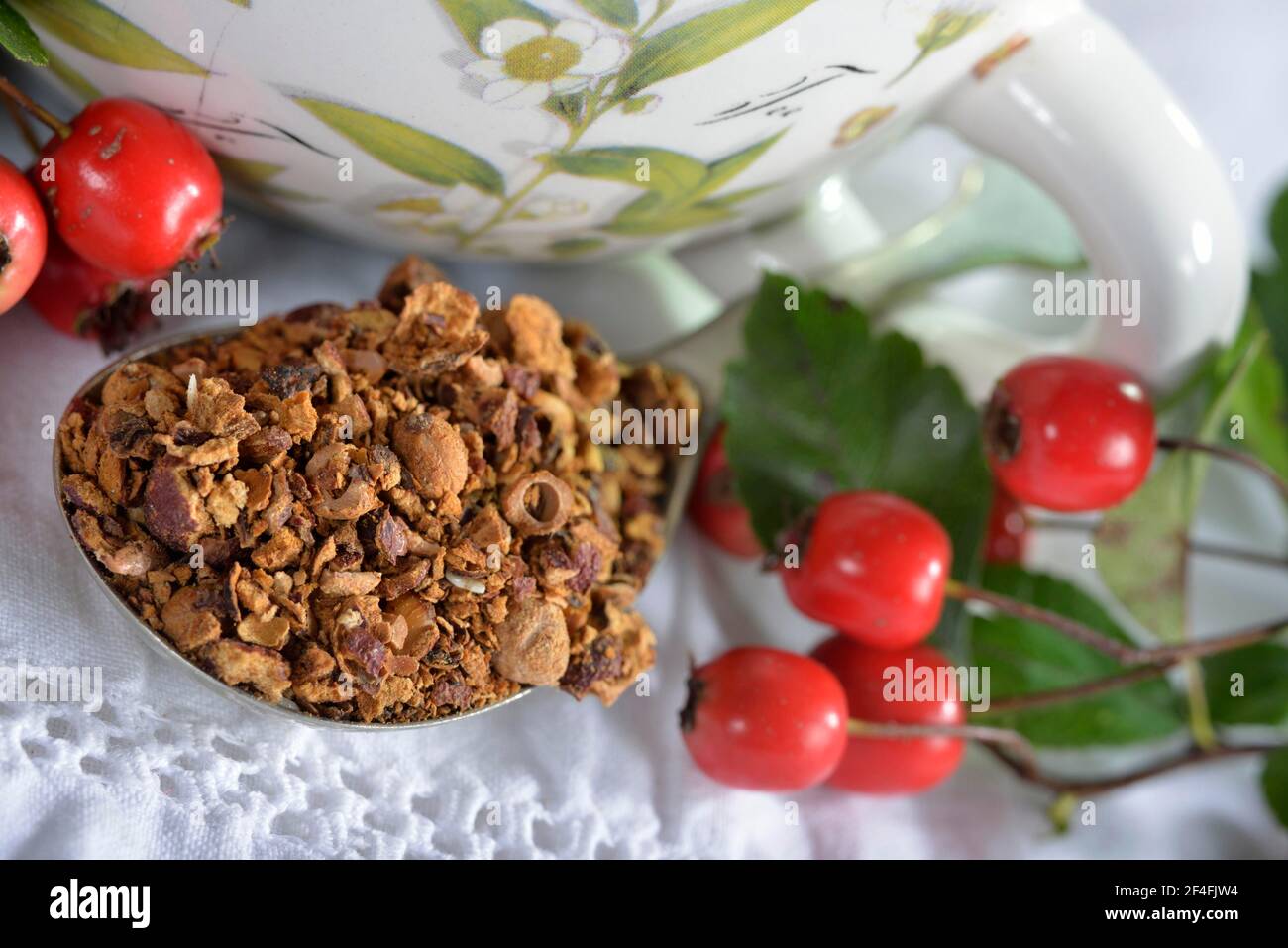 Common hawthorn, Berries fresh and dried (Crataegus monogyna ...