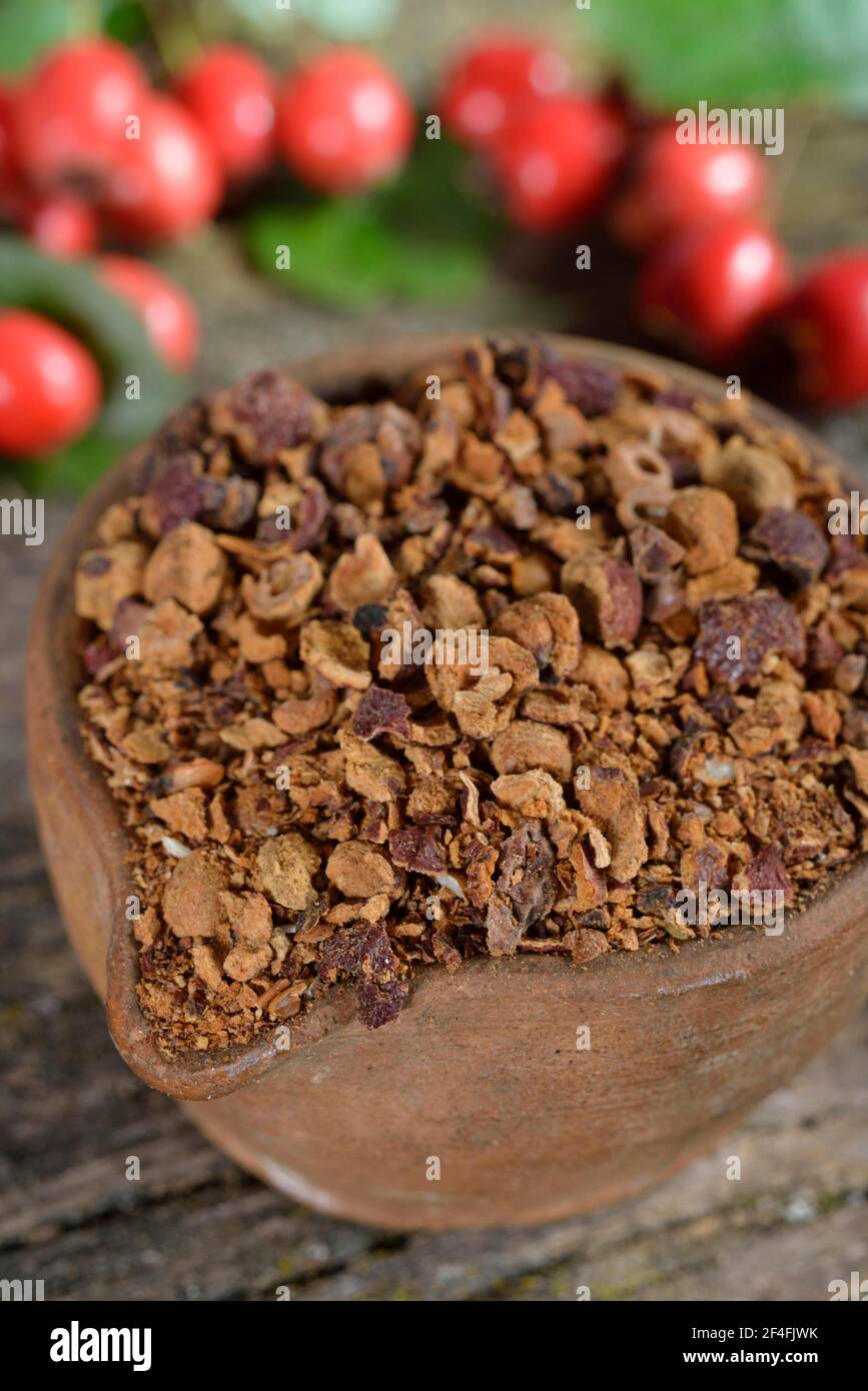 Fresh hawthorn berry hi-res stock photography and images - Alamy