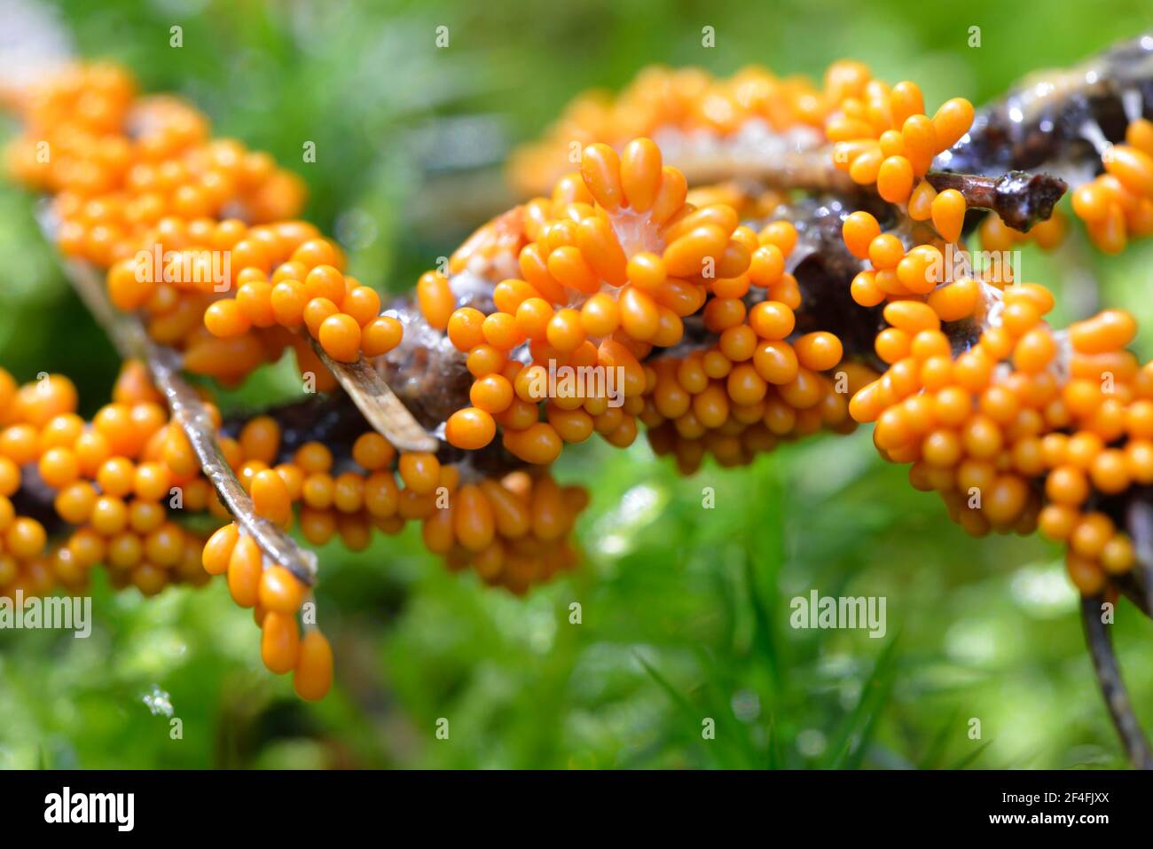 Lionfruit hi-res stock photography and images - Alamy