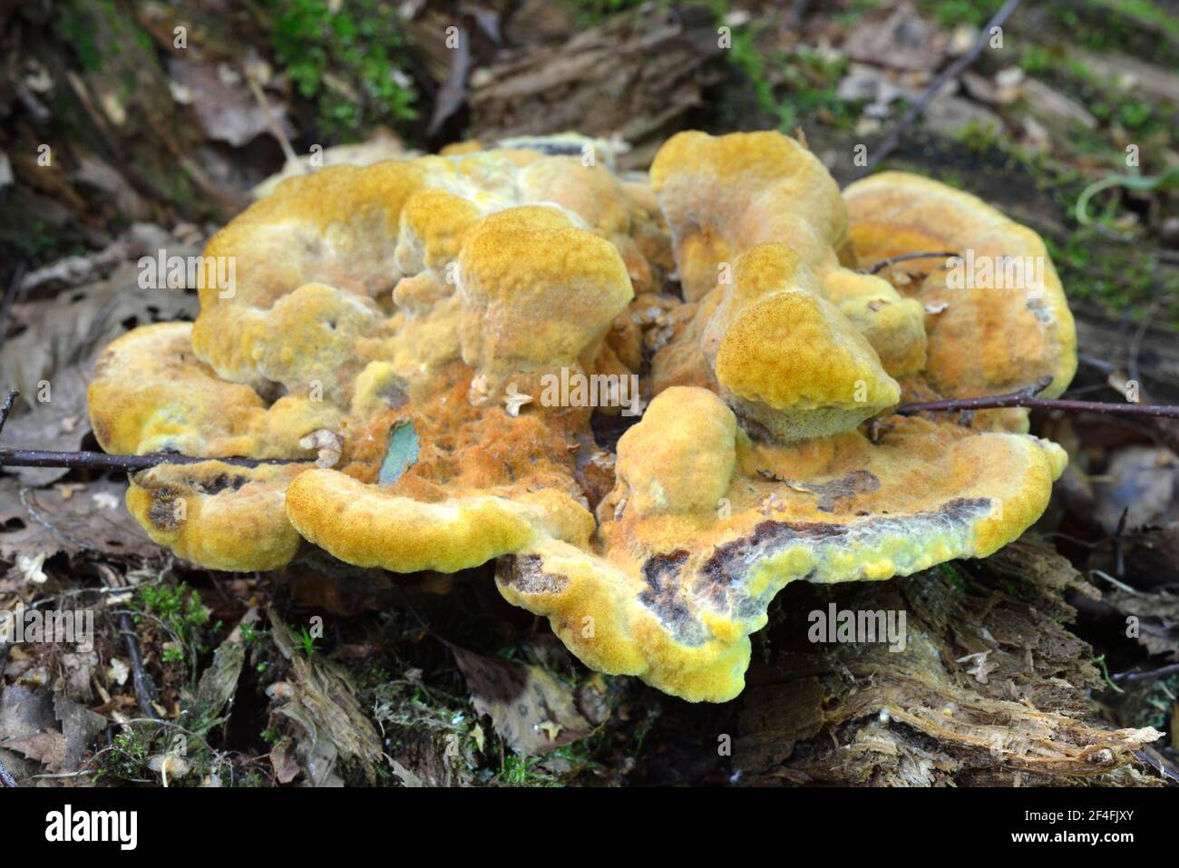 Velvet-top fungus (Phaeolus schweinitzii) (Phaeolus spadiceus) polypore ...