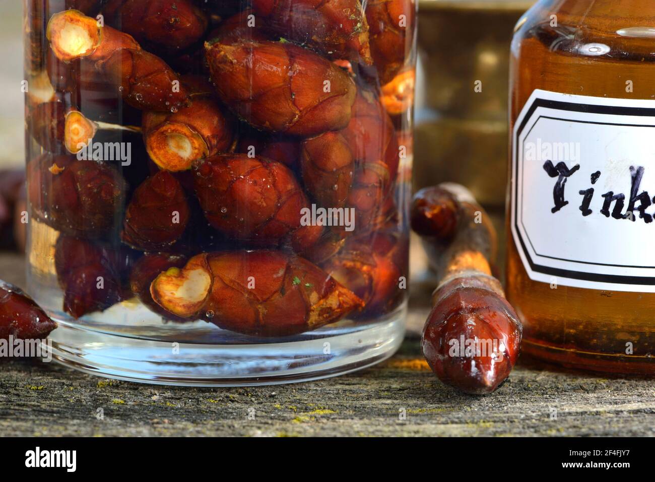 Production of chestnut bud tincture (Aesculus hippocastanum), Chestnut ...