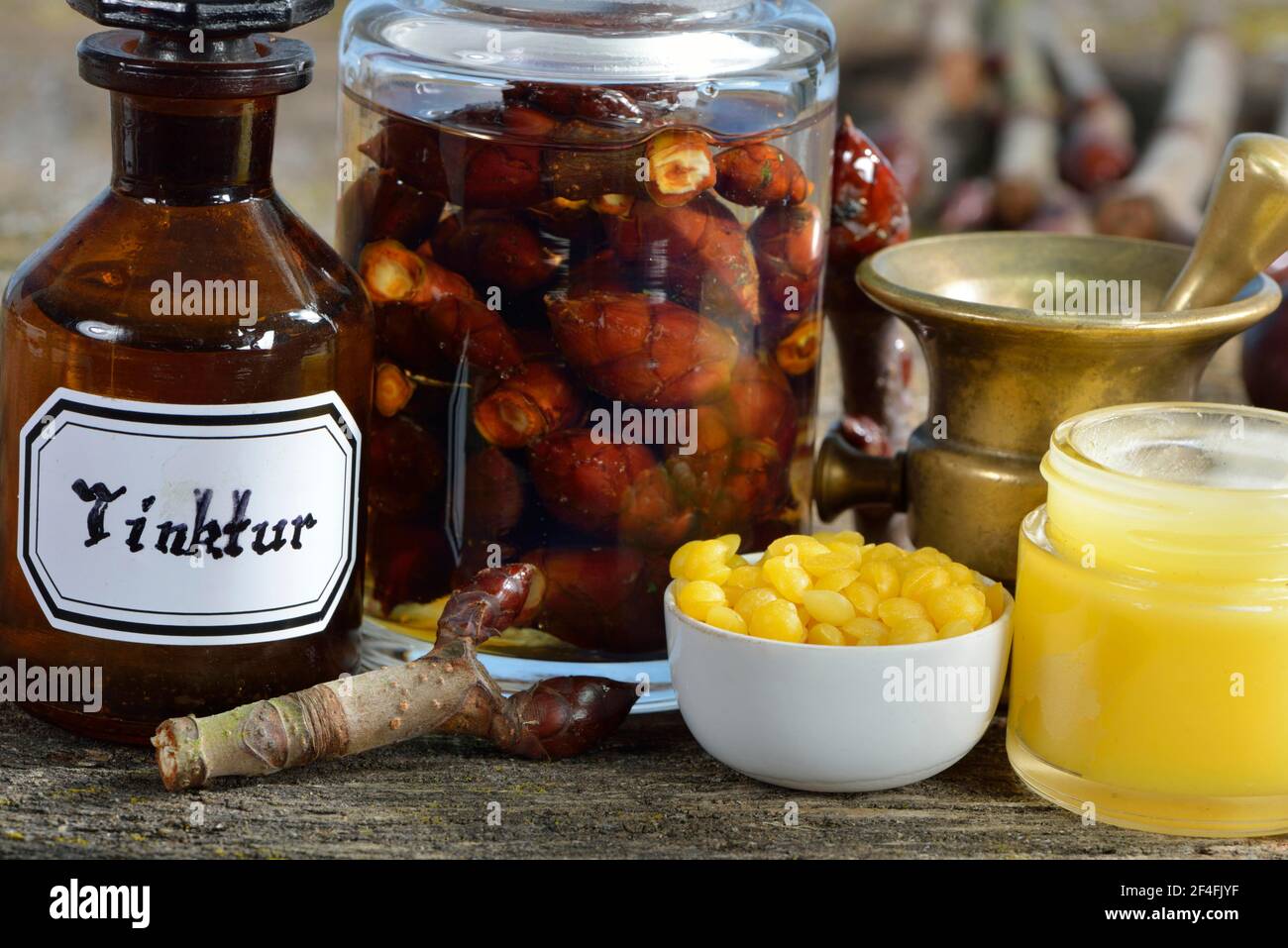 Production of chestnut bud tincture and chestnut bud ointment (Aesculus ...