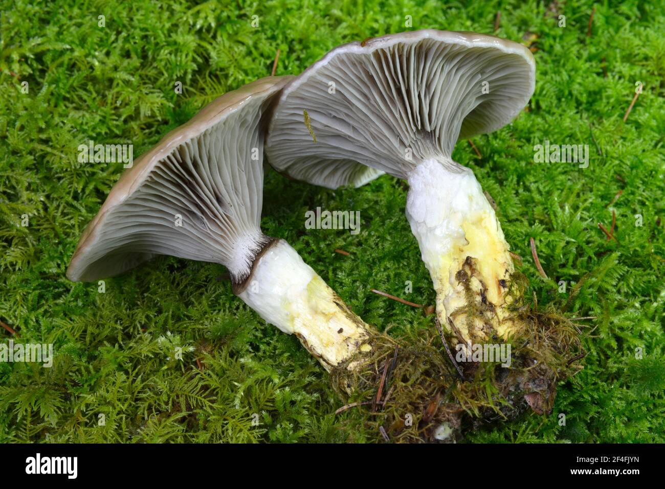 Slimy spike cap hi-res stock photography and images - Alamy
