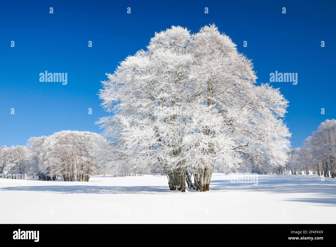 Large beech tree covered with deep snow under blue sky in Neuchatel ...