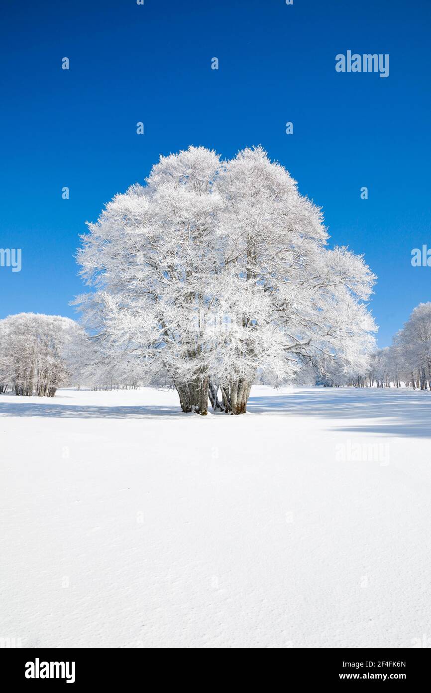 Big beech tree hi-res stock photography and images - Alamy