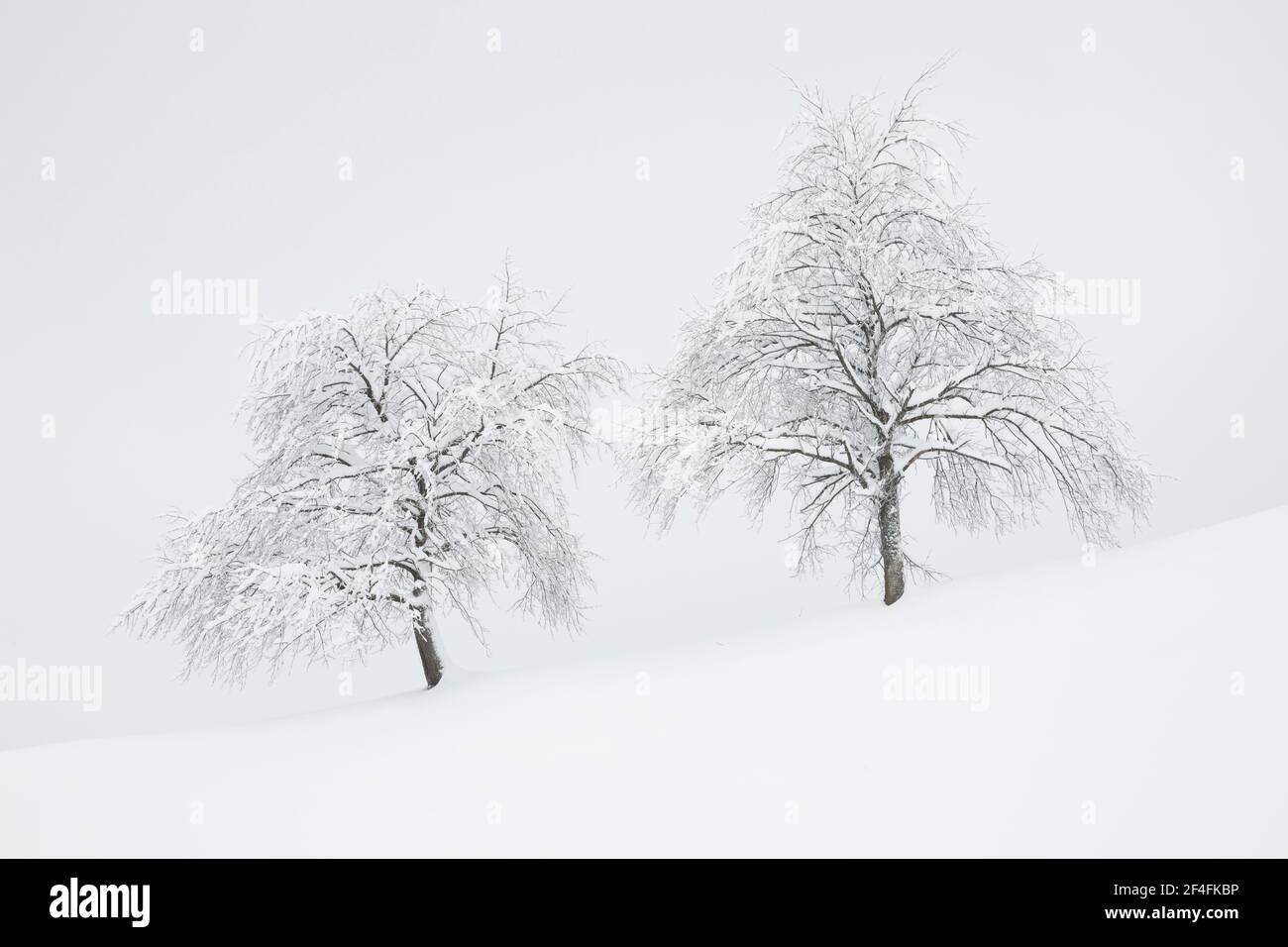 Two snowy pear trees in winter, Oberaegeri, canton Zug Switzerland ...
