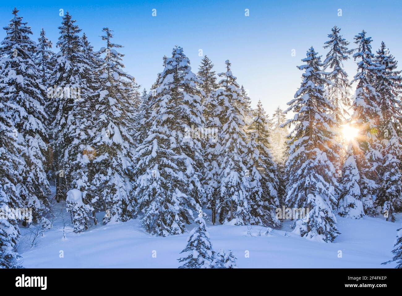 Snowy coniferous forest switzerland hi-res stock photography and images ...