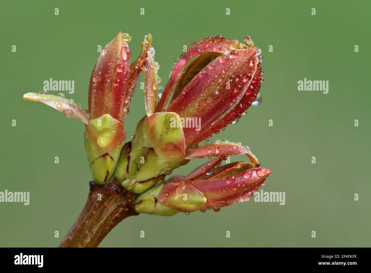 Norway maple, leaf bud Stock Photo - Alamy