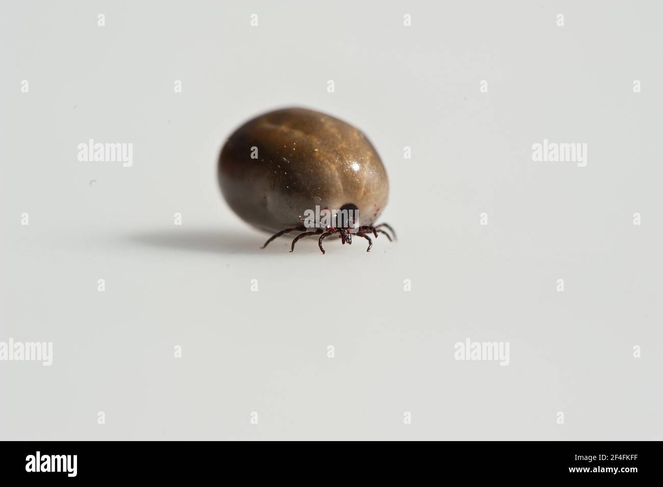 Wood tick hi-res stock photography and images - Alamy