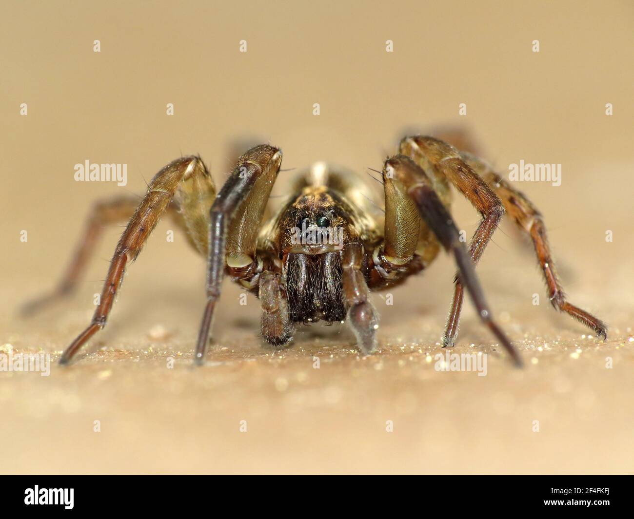 Rustic wolf spider Stock Photo - Alamy