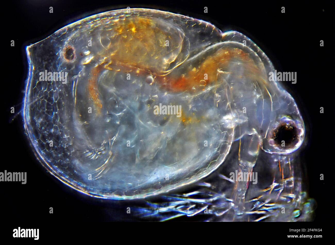 Magnified flea hi-res stock photography and images - Alamy