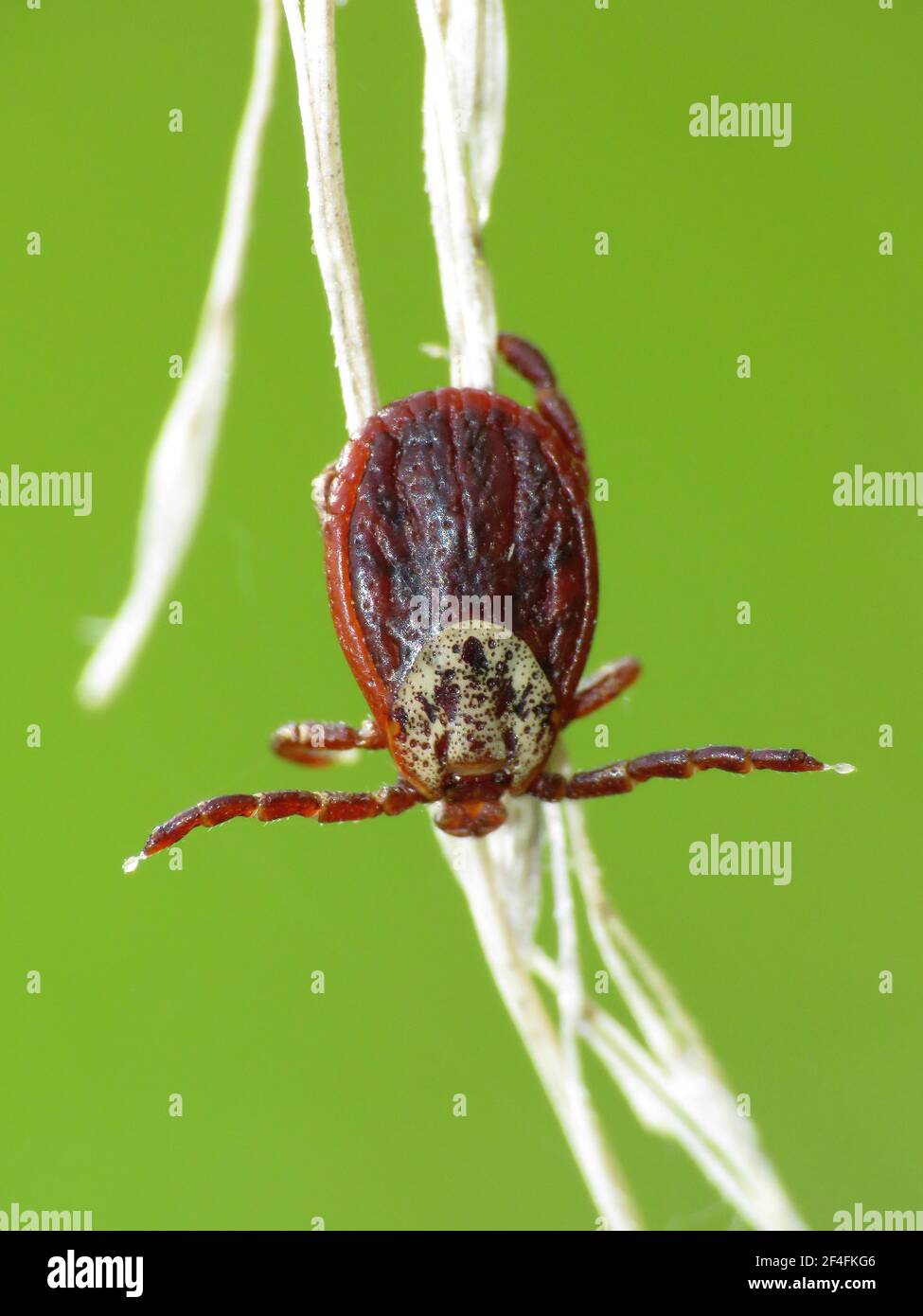 Alluvial Forest Tick Stock Photo - Alamy