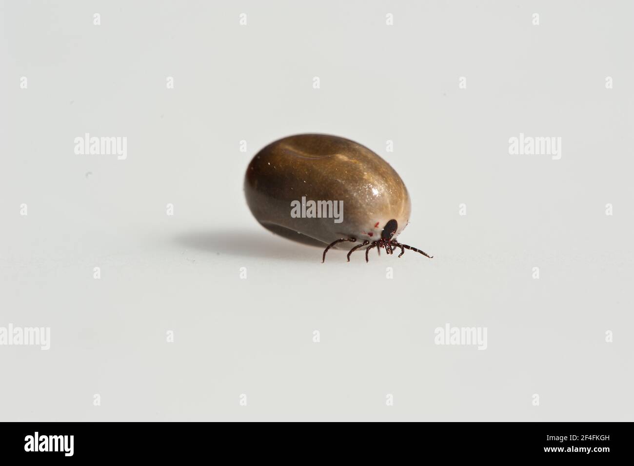 Wood tick hi-res stock photography and images - Alamy