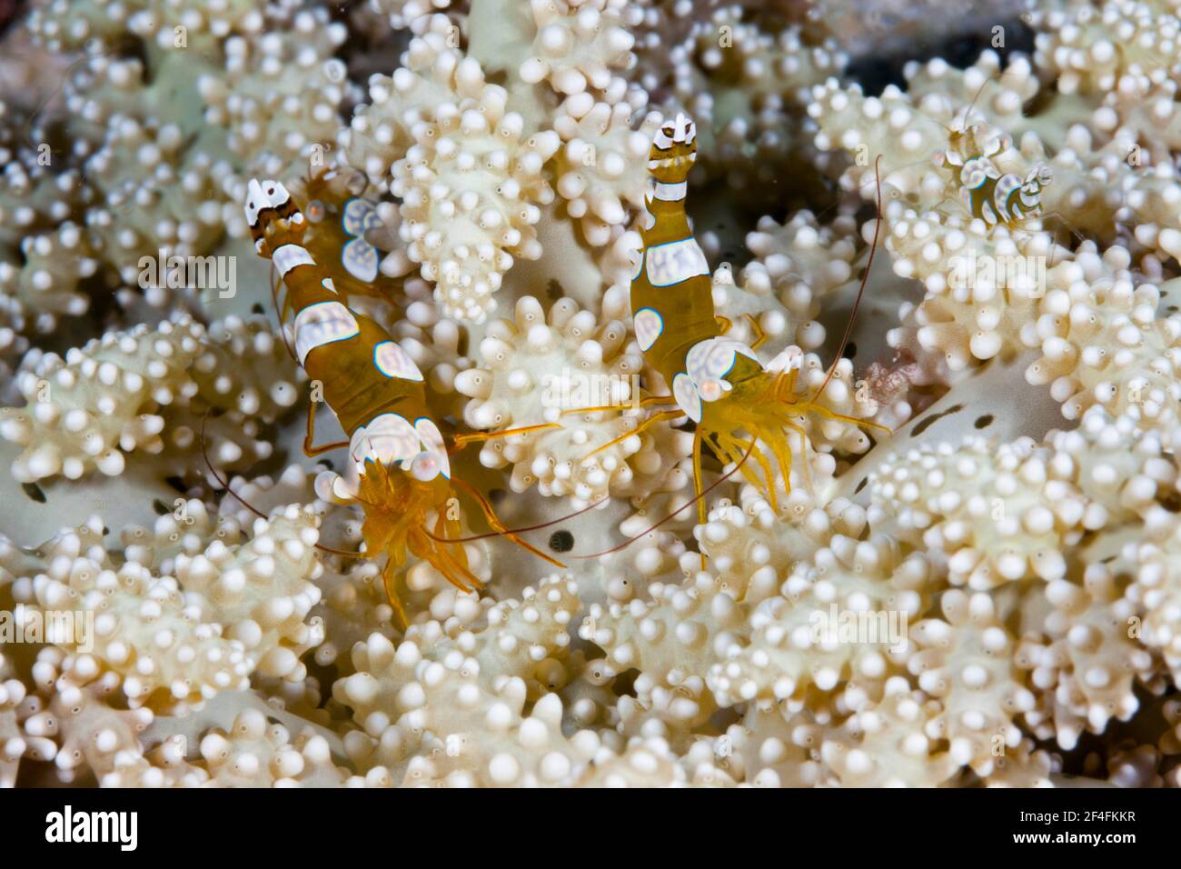 Pair of stool shrimp (Thor amboinensis), Triton Bay, West Papua ...