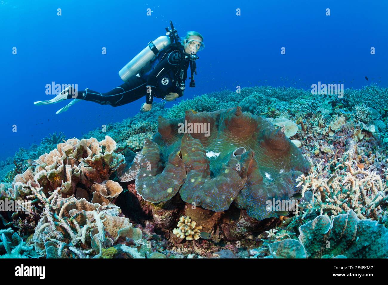 Killer mussel in reef (Tridacna squamosa), Mary Island, Solomon Islands ...
