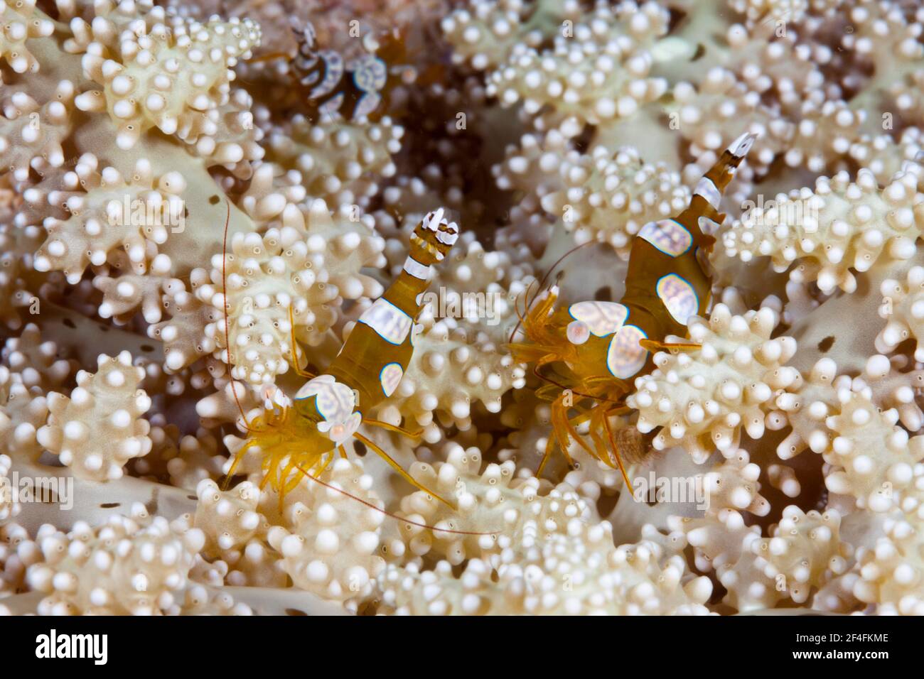 Pair of stool shrimp (Thor amboinensis), Triton Bay, West Papua ...