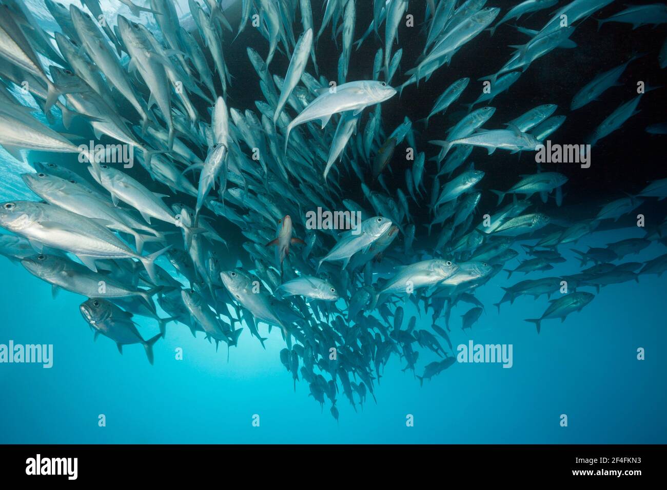 Silver trevally australia hi-res stock photography and images - Alamy