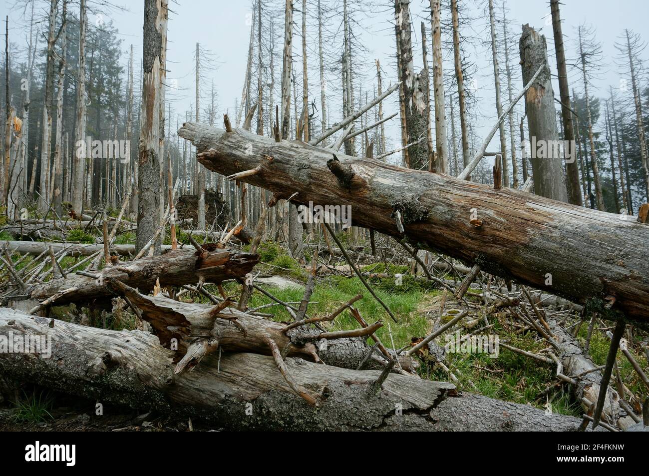 Dead spruce trees picea abies hi-res stock photography and images - Alamy