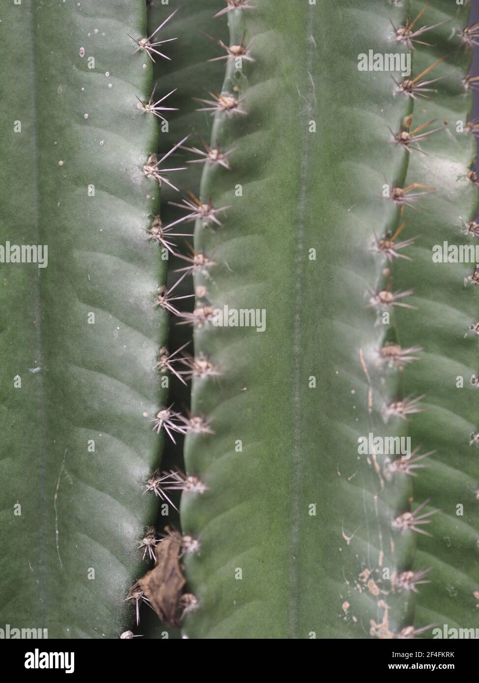Leafy cactus hi-res stock photography and images - Alamy