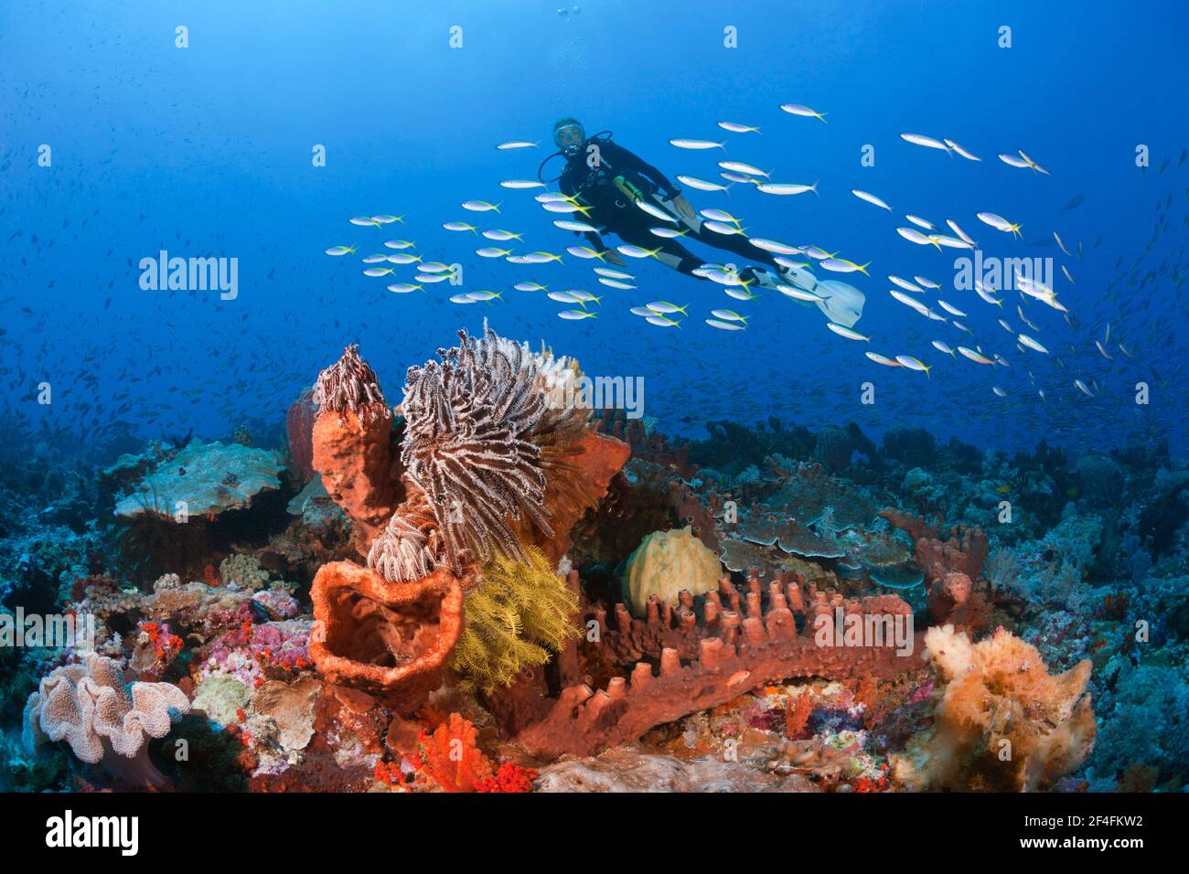 Diver over coral reef, Kai Islands, Moluccas, Indonesia Stock Photo - Alamy