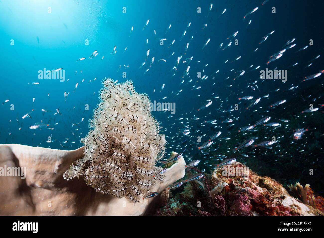 Red-spotted cardinalfishes circling feather star, Apogon parvulus ...