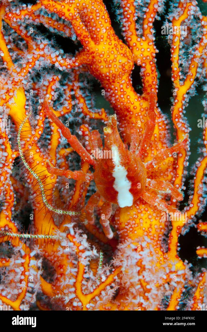 Conical Crab (Xenocarcinus conicus), Kai Islands, Moluccas, Indonesia ...