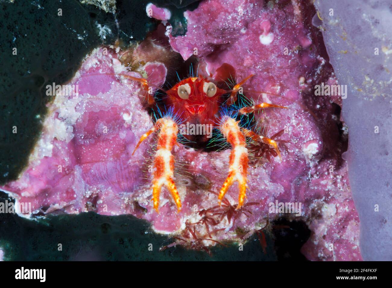 Variegated Jumping Crab, Neomunida olivarae, Kai Islands, Moluccas ...