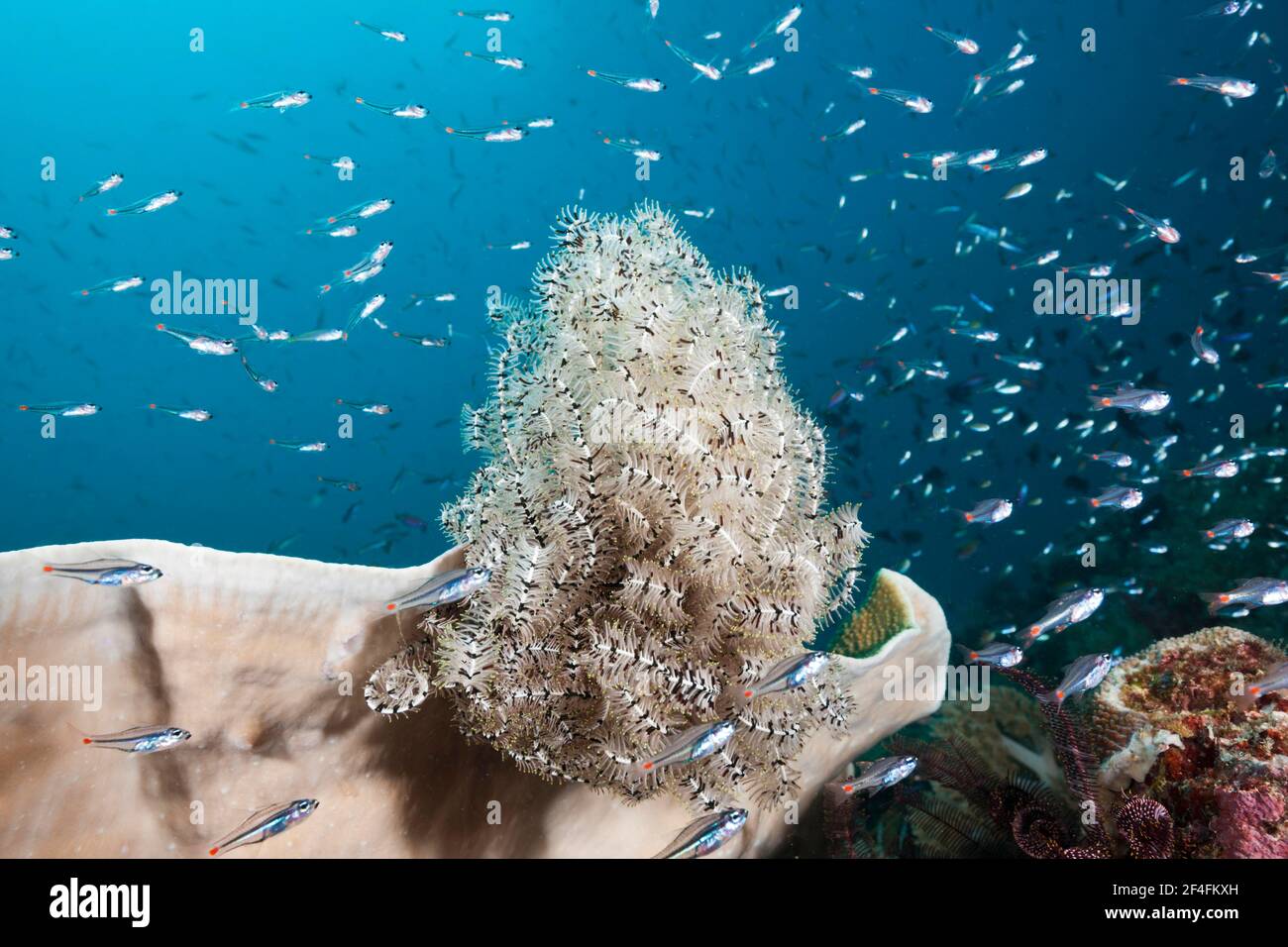 Red-spotted cardinalfishes circling feather star, Apogon parvulus ...