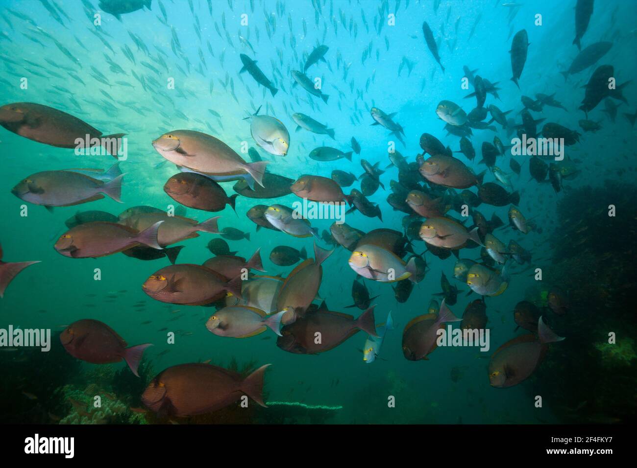Shoal of grey surgeonfish (Acanthurus mata), Triton Bay, West Papua ...