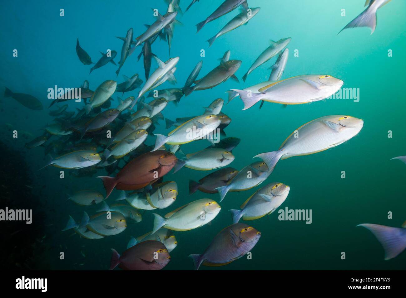 Shoal of grey surgeonfish (Acanthurus mata), Triton Bay, West Papua ...