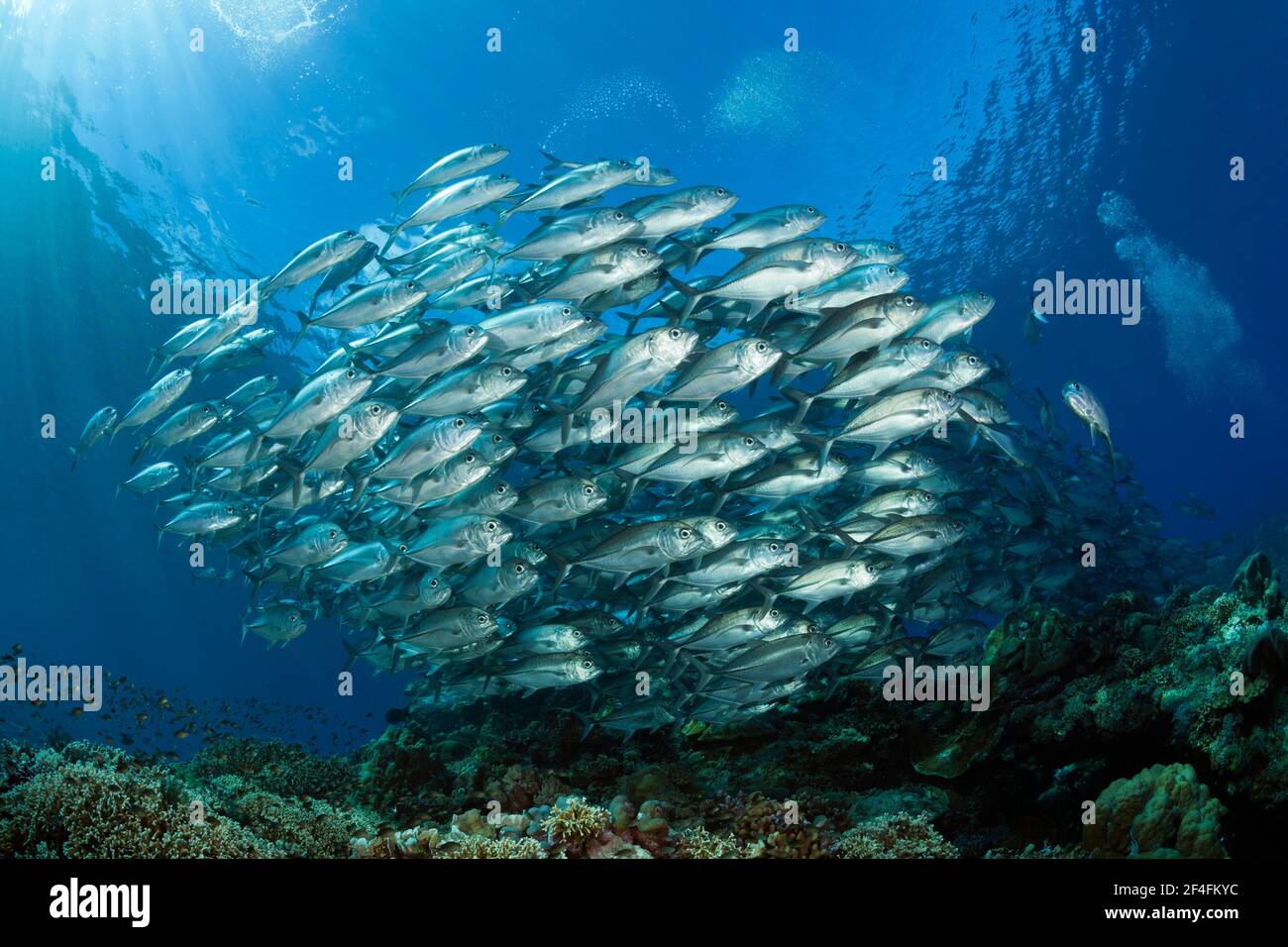Silver trevally australia hi-res stock photography and images - Alamy