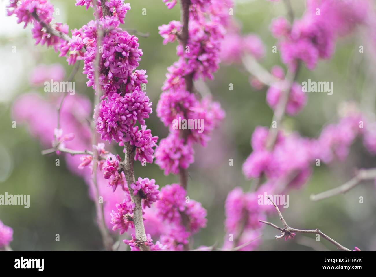 Beautiful floral spring abstract background of nature. Branches of ...