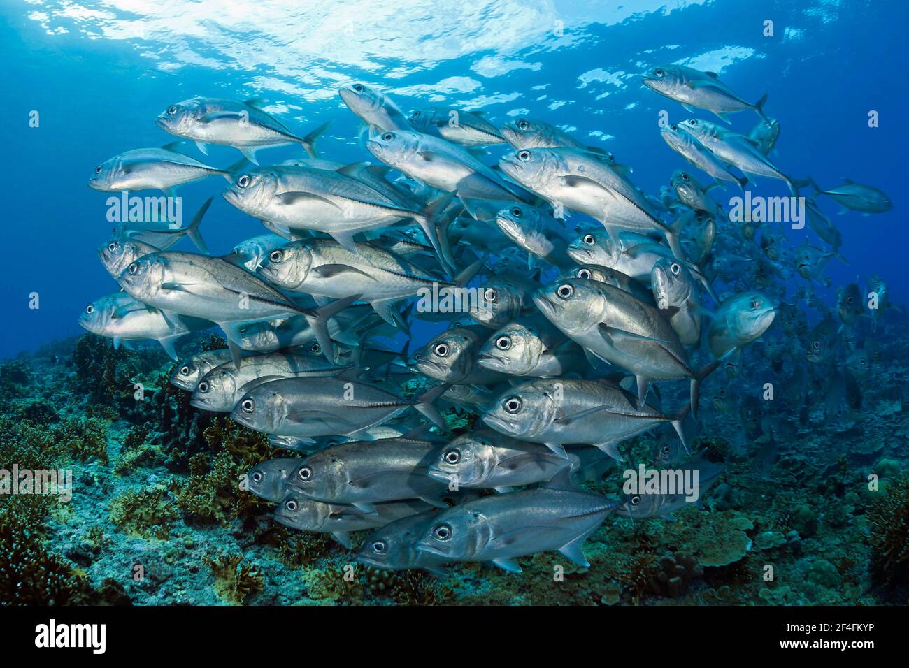 Silver trevally australia hi-res stock photography and images - Alamy