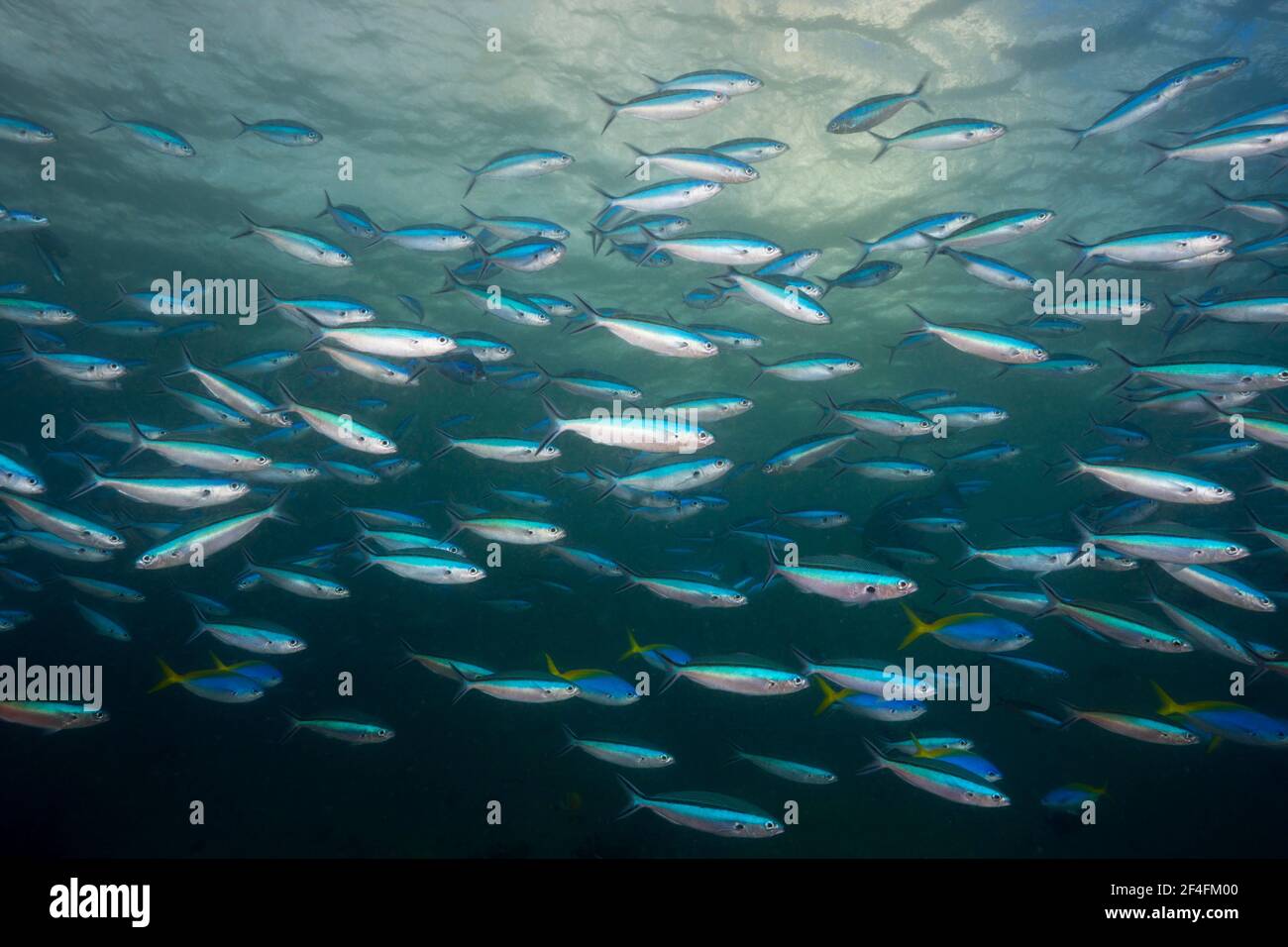 Neon swarm, Pterocaesio tile, Triton Bay, West Papua, Indonesia Stock ...