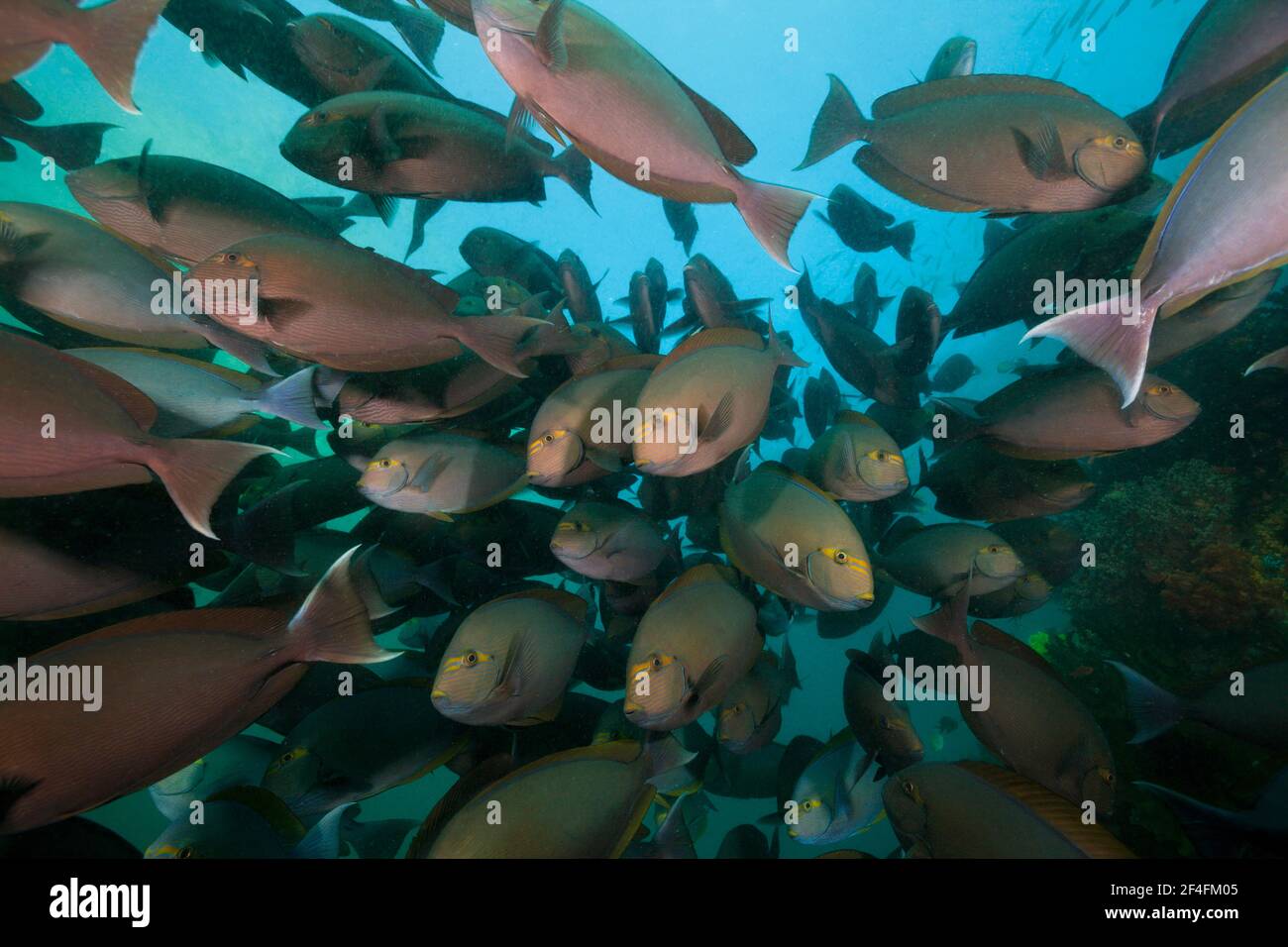 Shoal of grey surgeonfish (Acanthurus mata), Triton Bay, West Papua ...