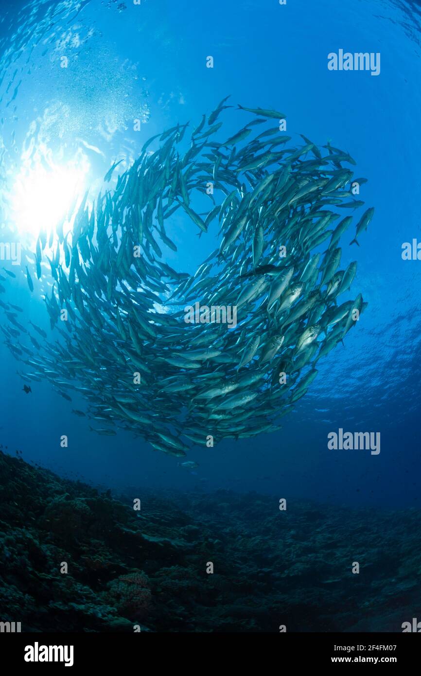 Silver trevally australia hi-res stock photography and images - Alamy