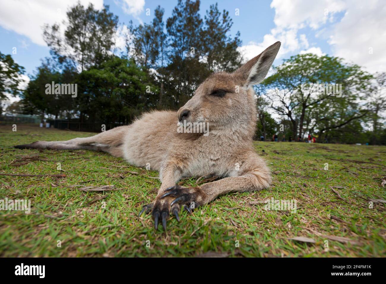 Eastern giant grey kangaroo (Macropus giganteus), Brisbane, Australia ...