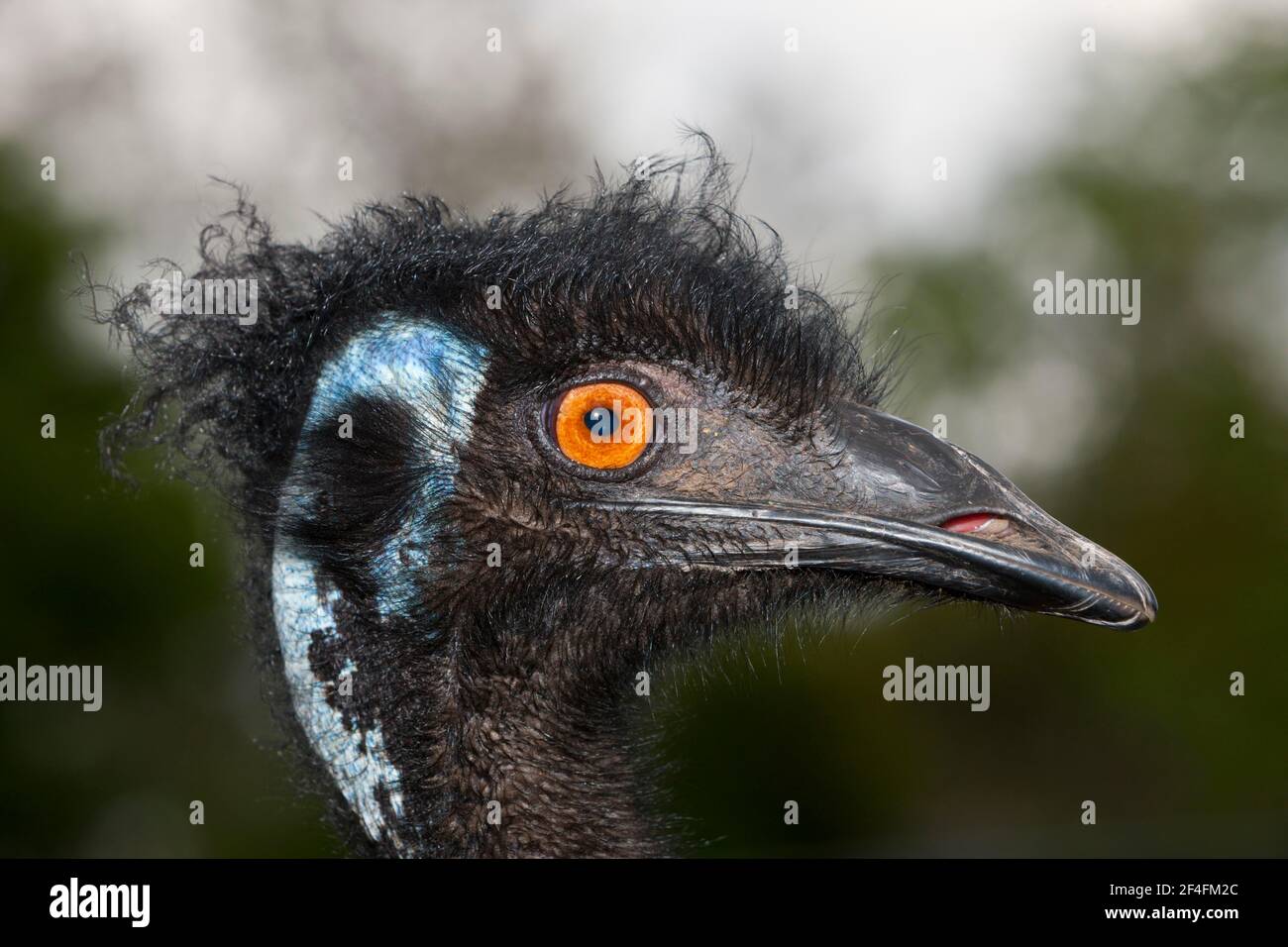Emu head portrait hi-res stock photography and images - Alamy