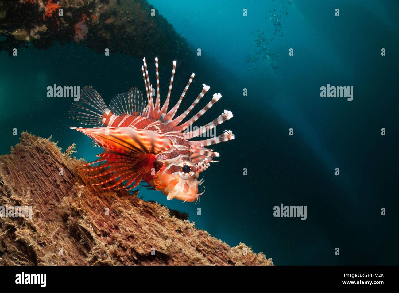 Zebra turkeyfish (Dendrochirus zebra) under boat jetty, pier, jetty ...