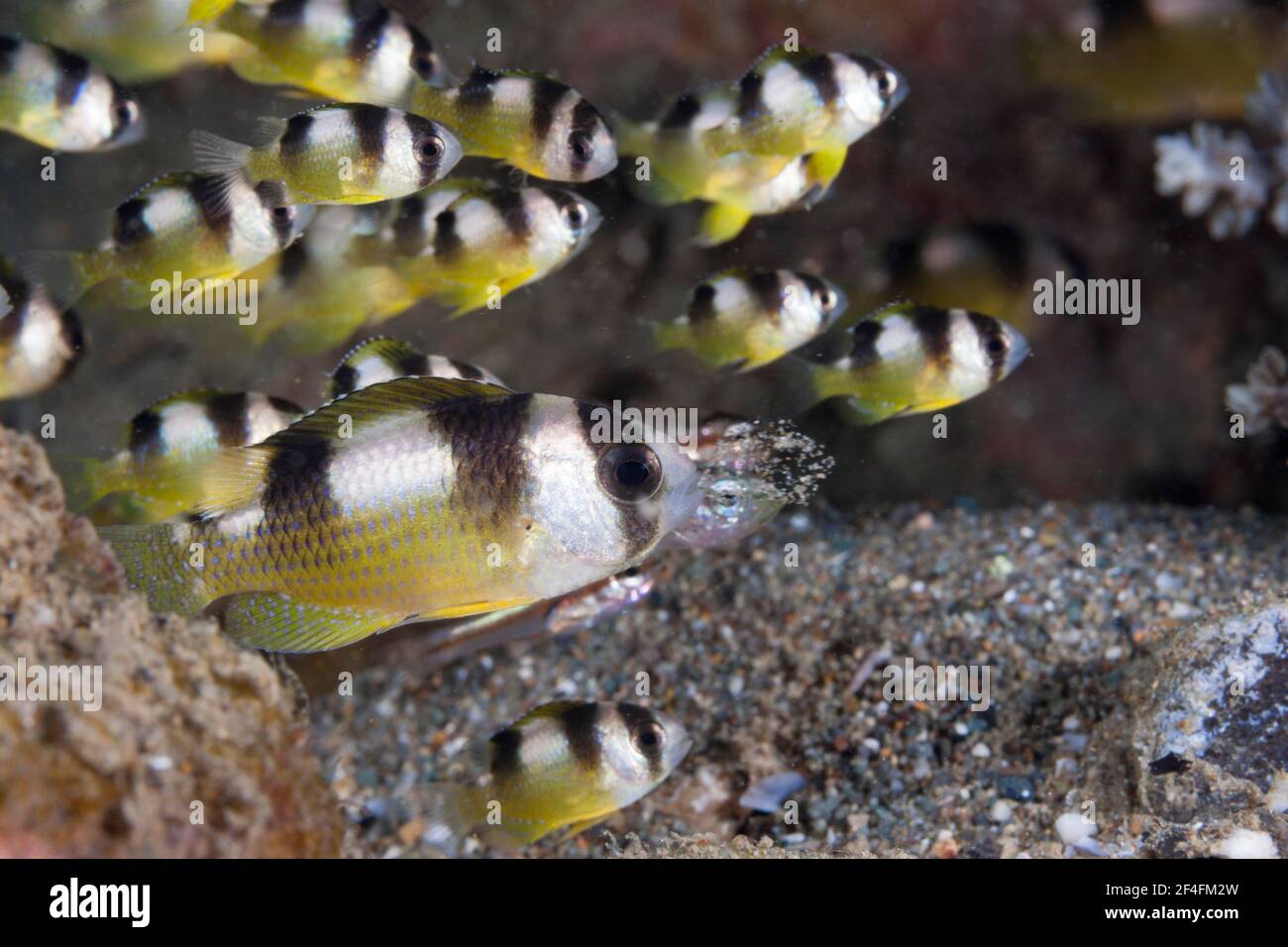 Shorthead damselfish (breviceps) Amblypomacentrus, Ambon, Moluccas ...