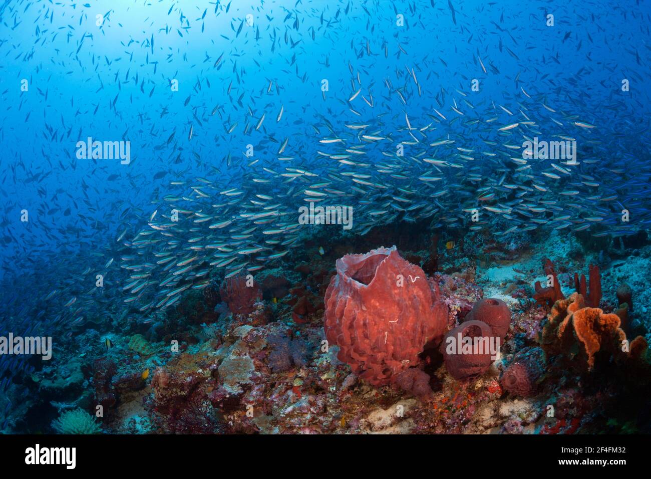 Swarm of Neon fusiliers (Pterocaesio tile), Kai Islands, Moluccas ...