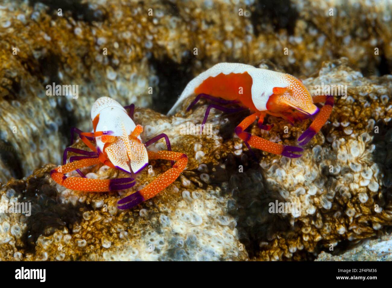 Pair of Emperor Shrimp (Periclimenes imperator), Ambon, Moluccas ...