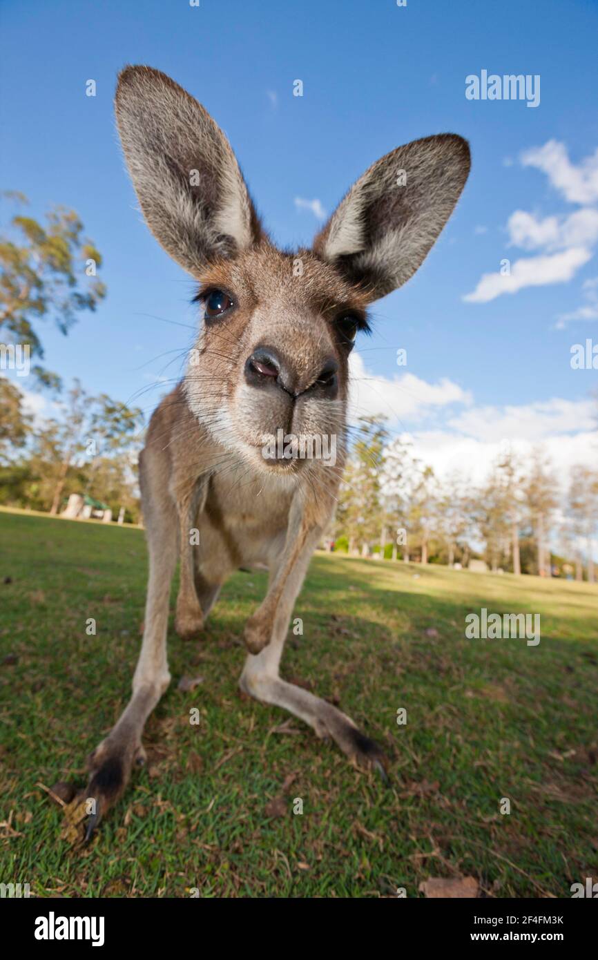 Eastern giant grey kangaroo (Macropus giganteus), Brisbane, Australia ...
